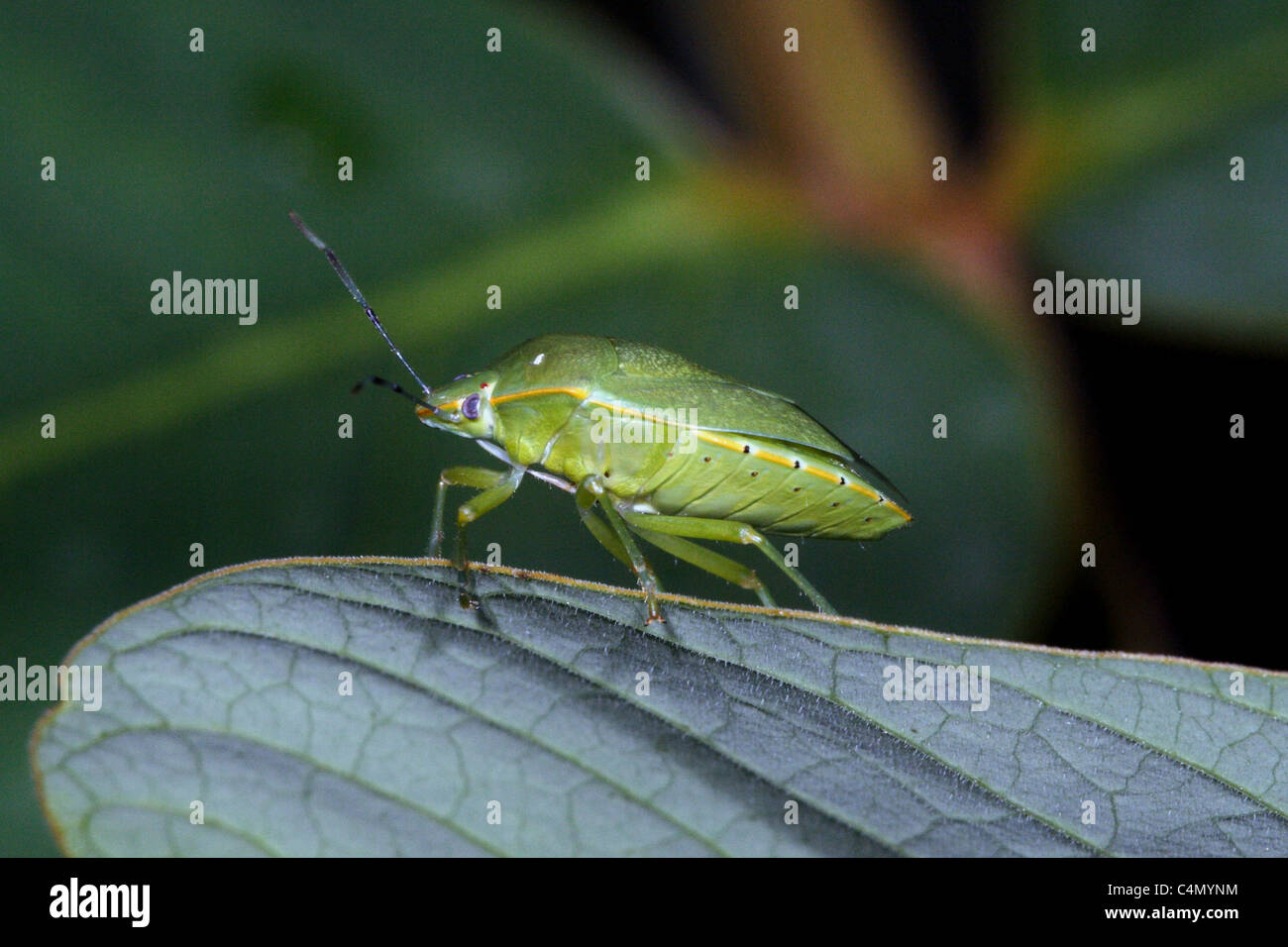 Stink bug Chinavia hilaris Stock Photo - Alamy