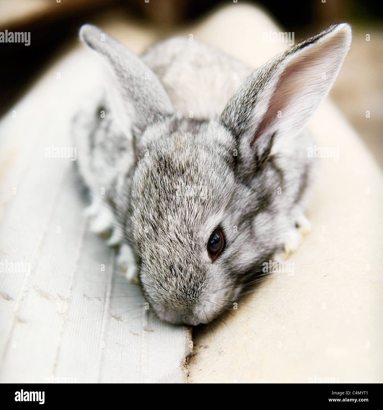 A cute white and gray pet bunny Stock Photo - Alamy