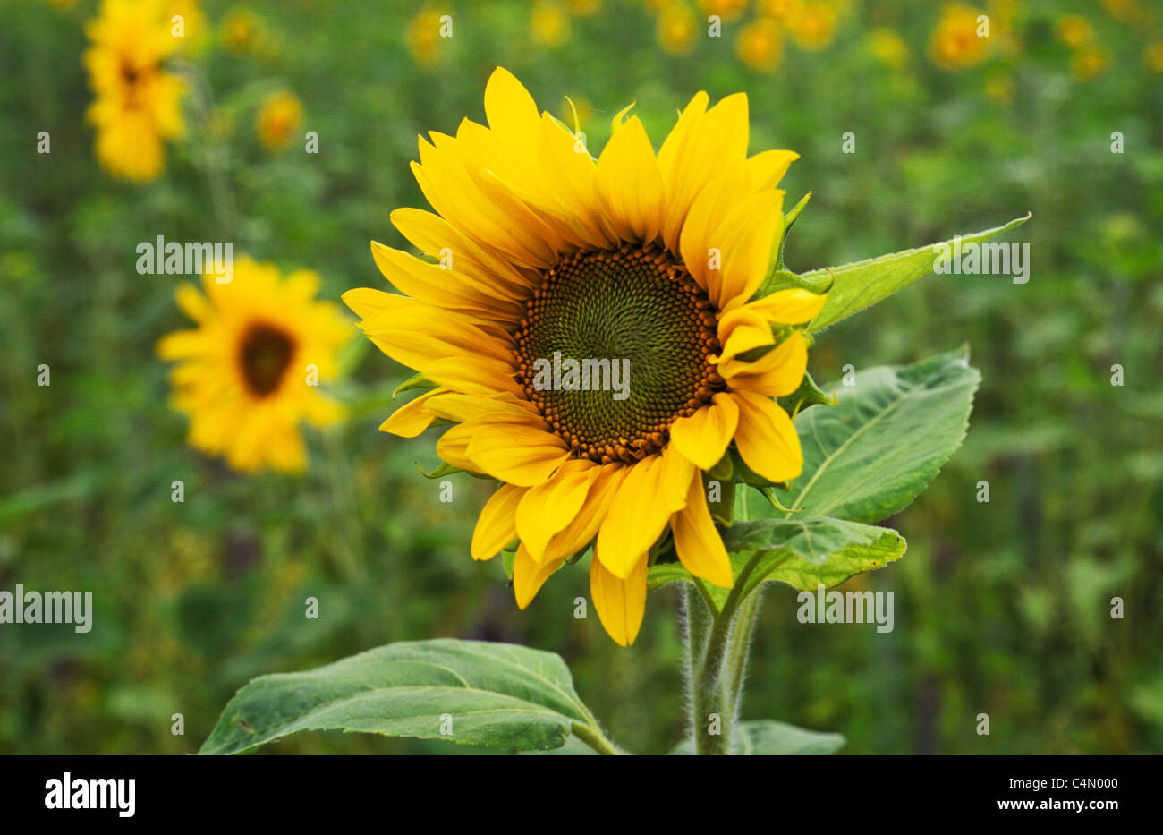 Close up of giant flowerhead of Sunflower or Helianthus annuus with ...