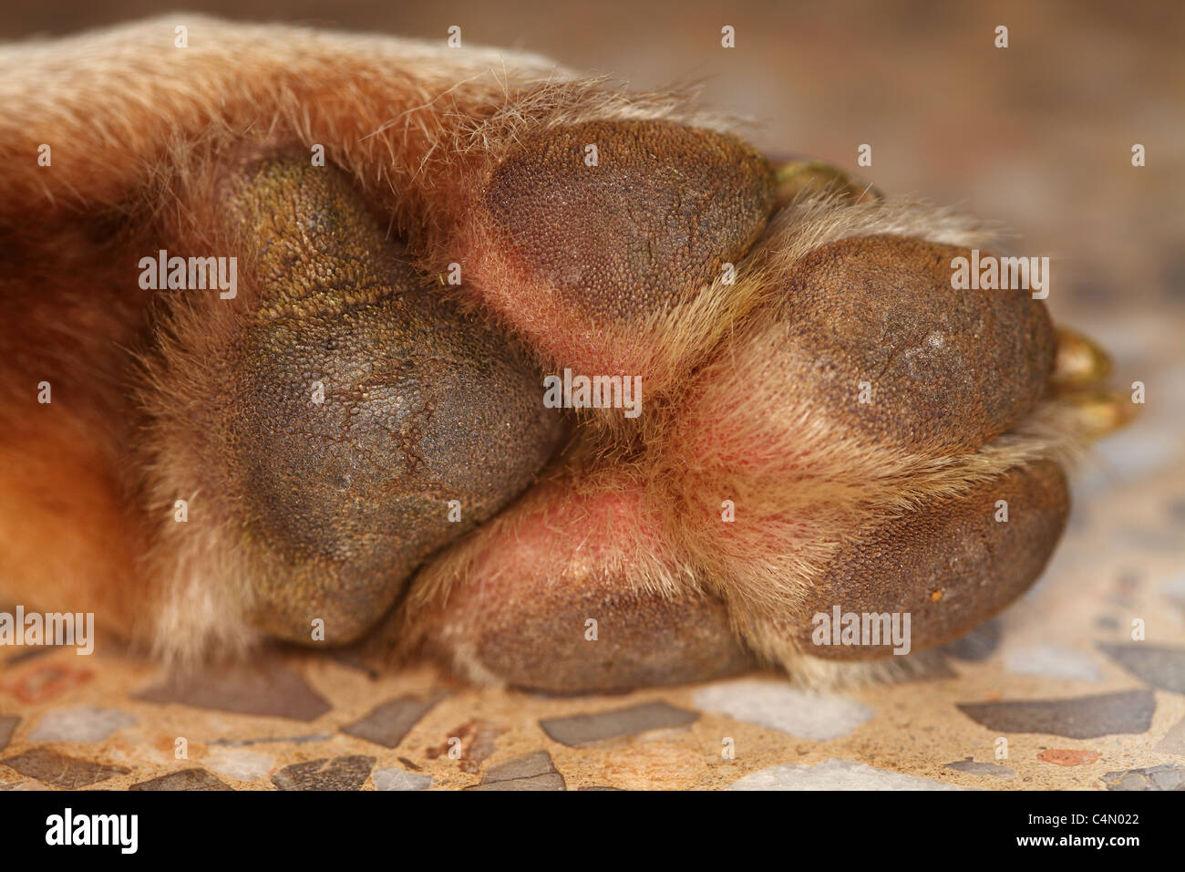 Foot Pads High Resolution Stock Photography and Images - Alamy
