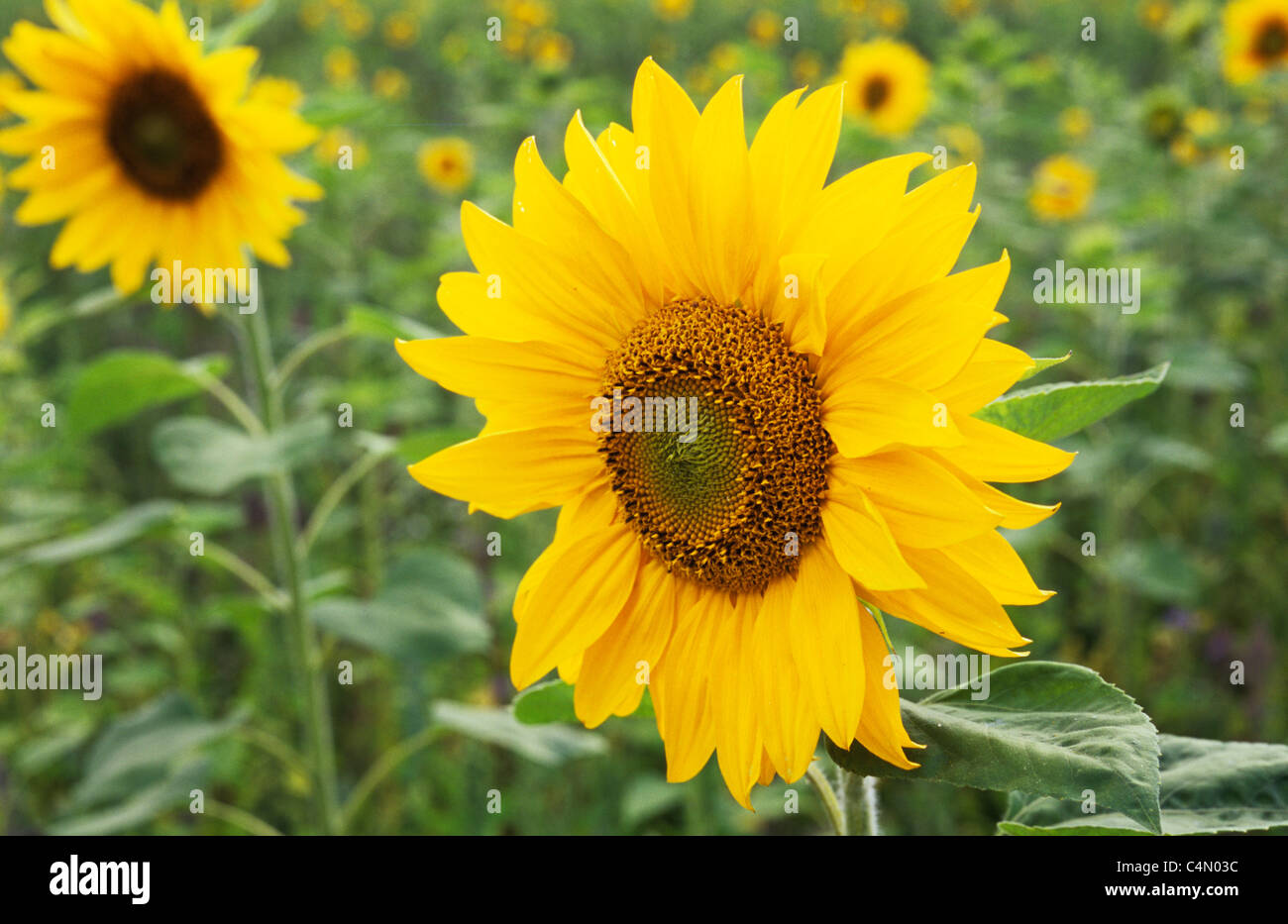 Close up of giant flowerhead of Sunflower or Helianthus annuus with ...