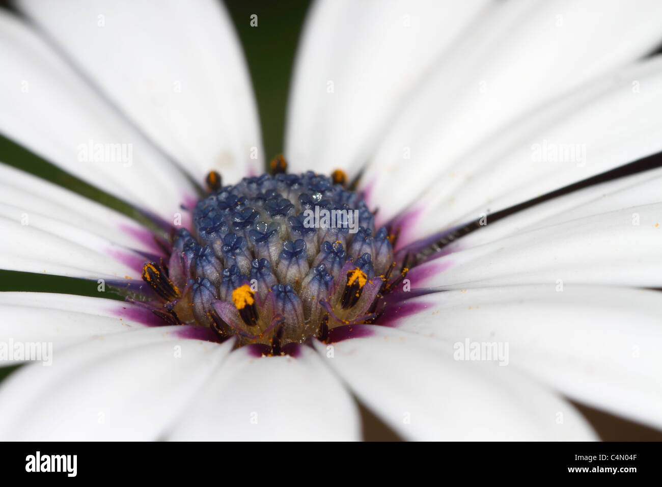 Daisy middle hi-res stock photography and images - Alamy
