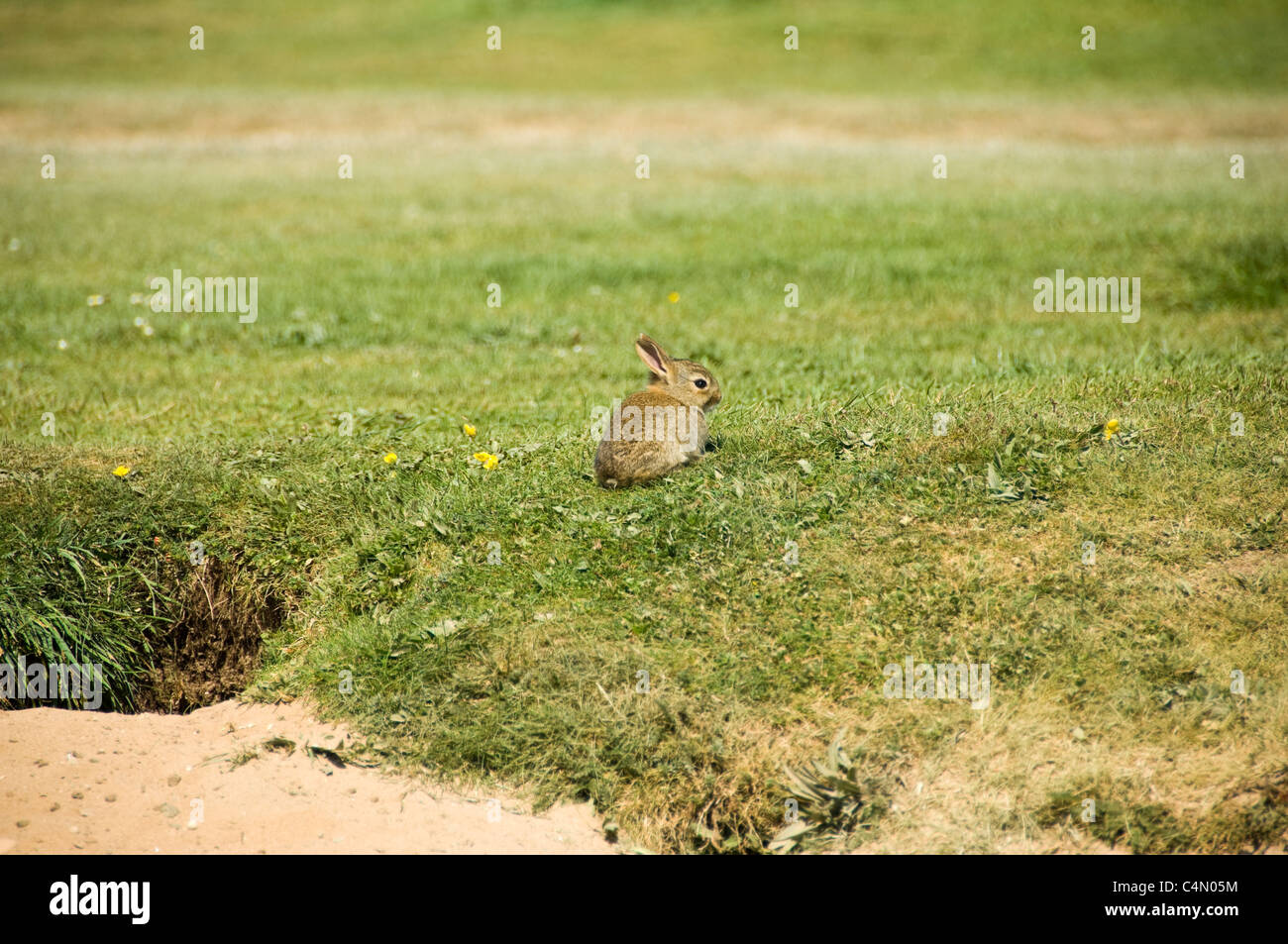 Horizontal close up view of a wild European rabbit (Oryctolagus ...