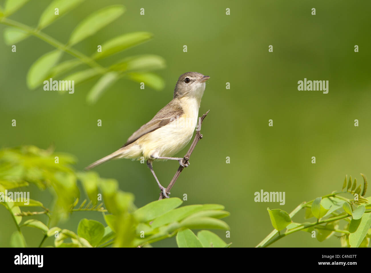 Bells vireo hi-res stock photography and images - Alamy