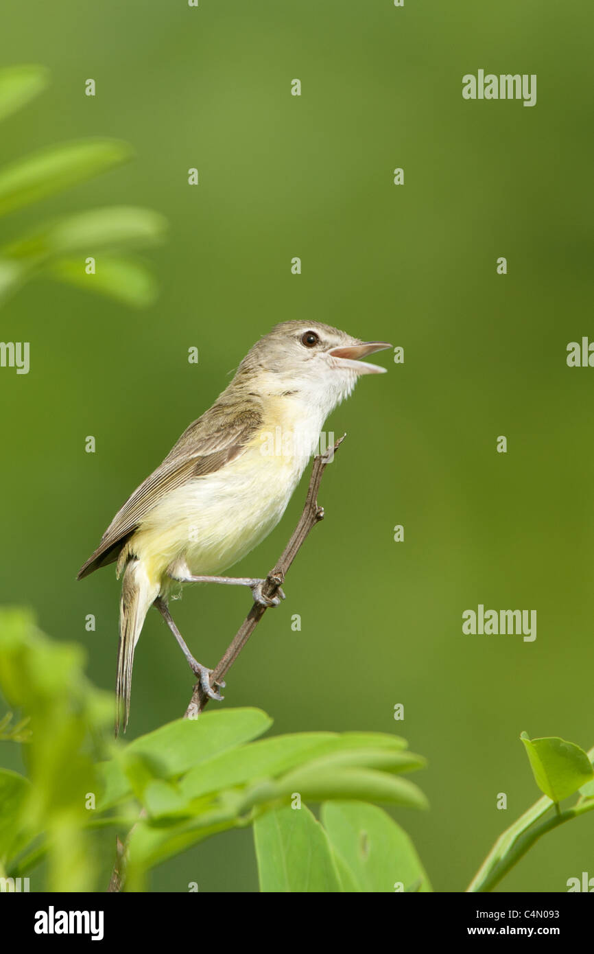 Bells vireo hi-res stock photography and images - Alamy