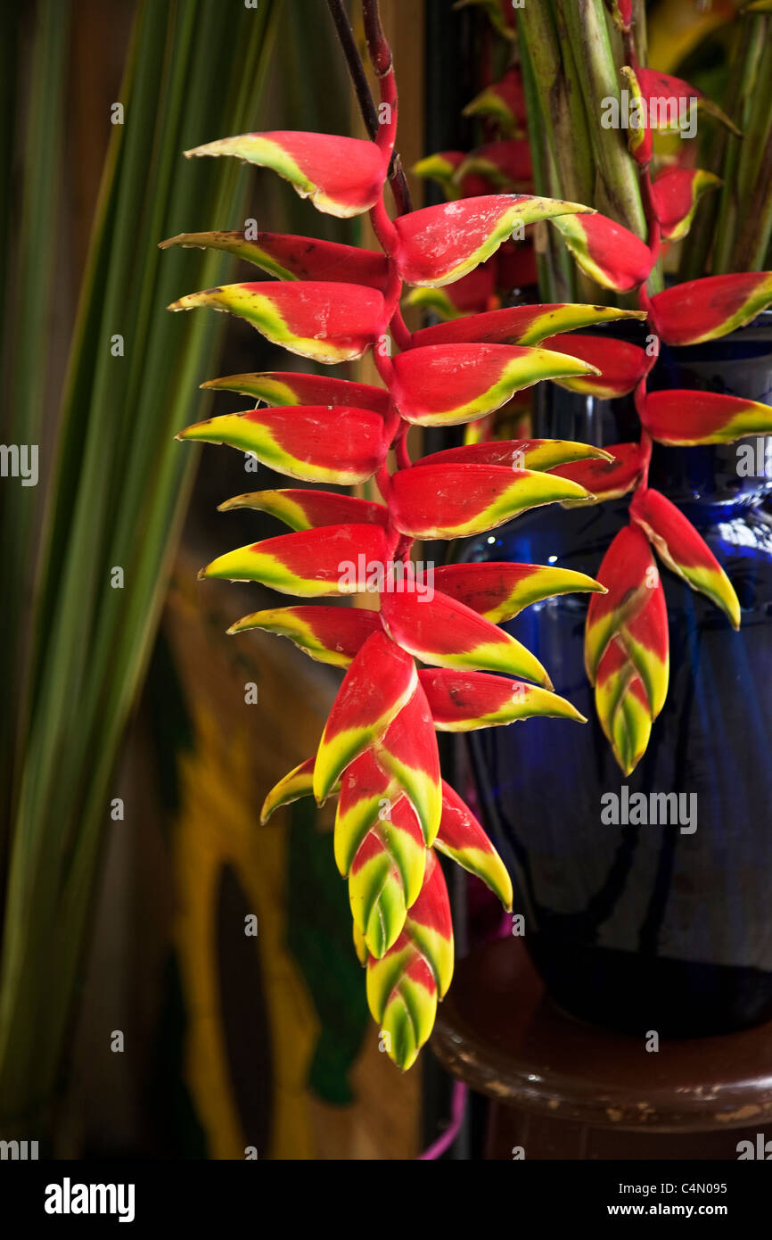 Birds of paradise flower red hi-res stock photography and images - Alamy