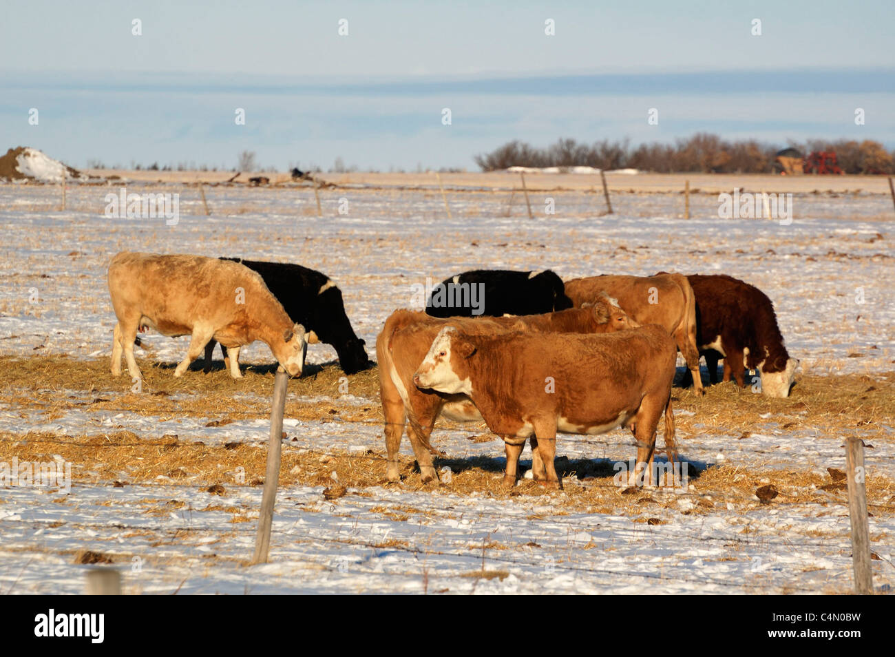 Outside cows hi-res stock photography and images - Alamy