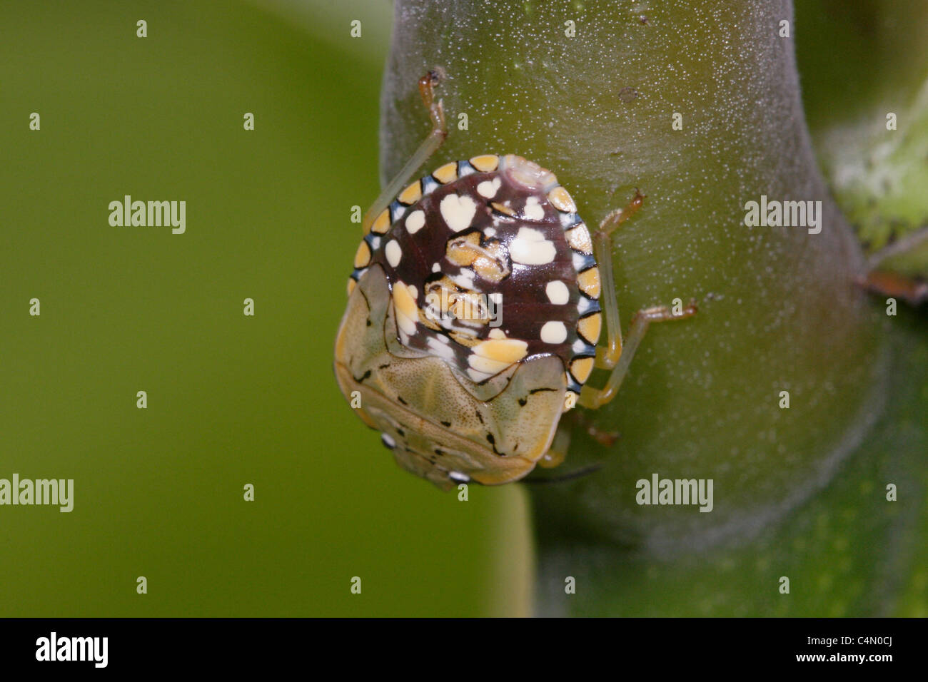 Stink Bug nymph - Chinavia marginata Stock Photo - Alamy