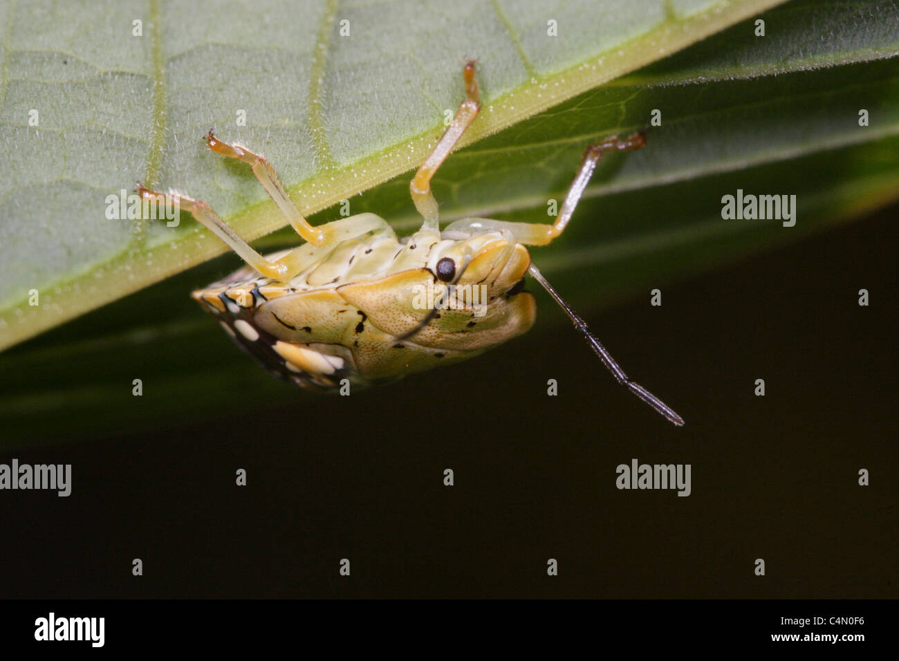 Stink Bug nymph - Chinavia marginata Stock Photo - Alamy