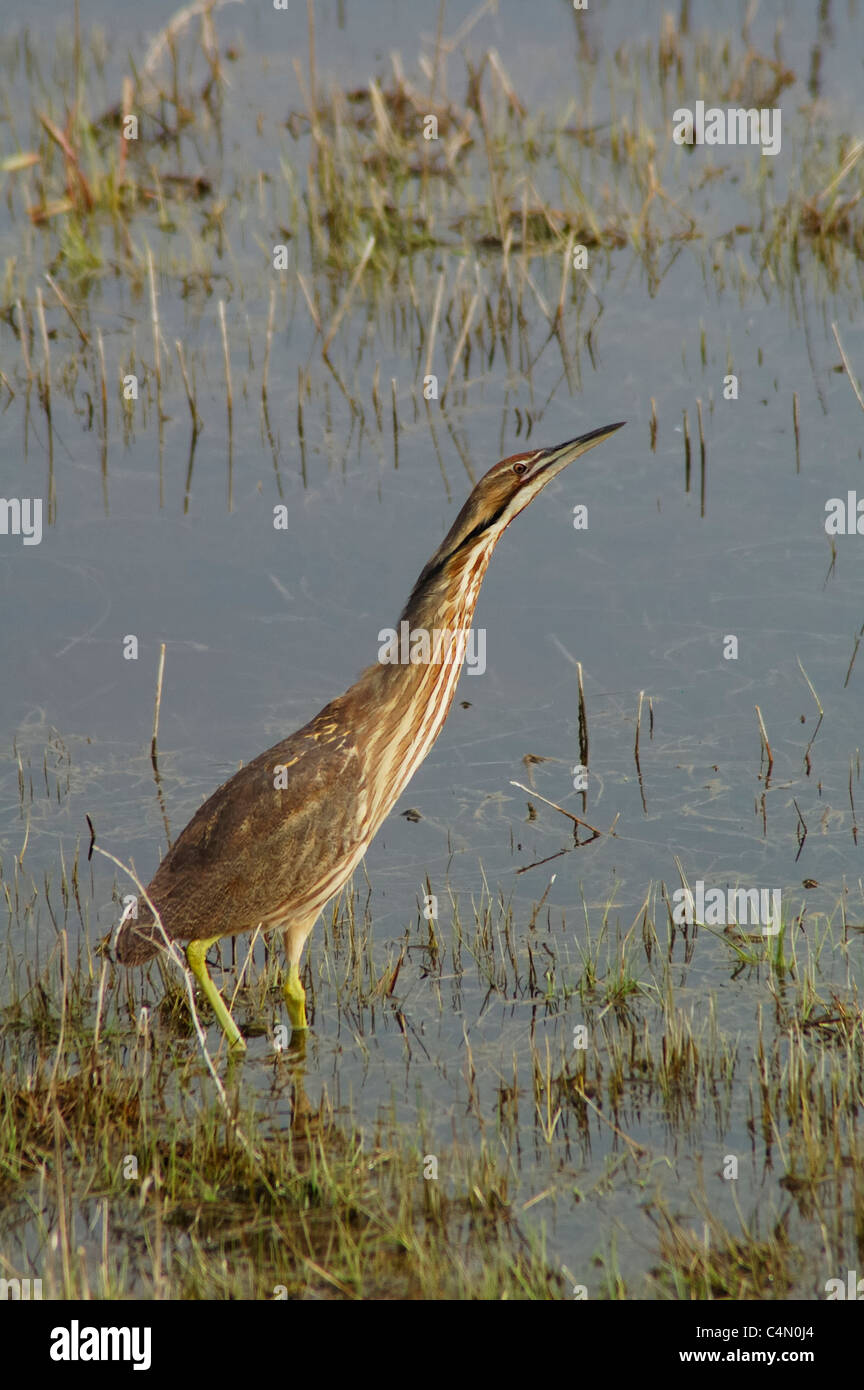 Sun bittern bird hi-res stock photography and images - Alamy
