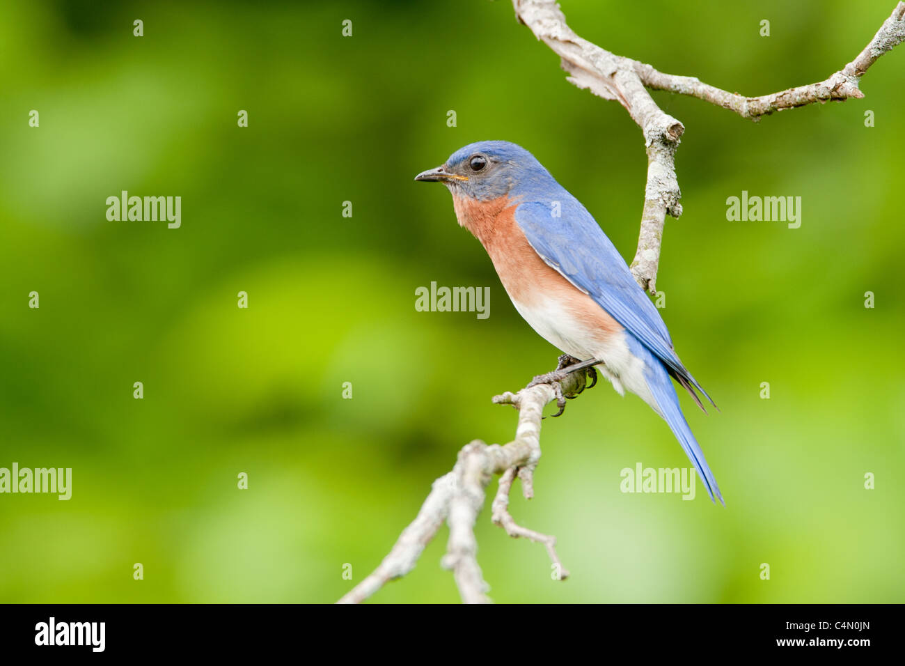 Bluebird hi-res stock photography and images - Alamy