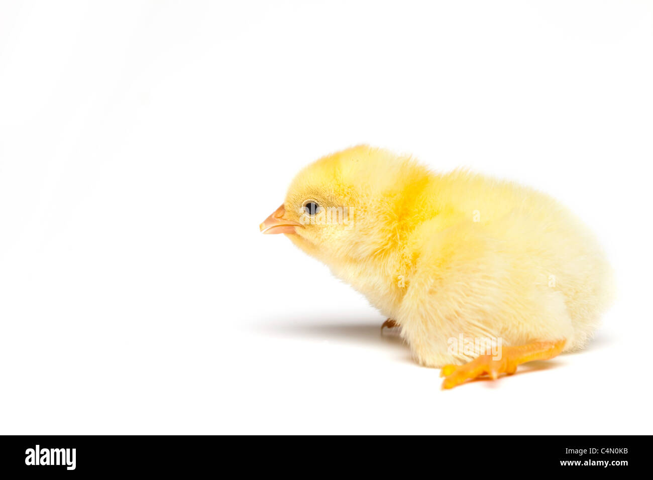 Yellow Chick over white background Stock Photo - Alamy