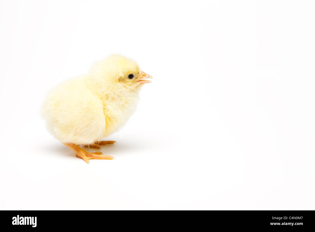 Yellow Chick over white background Stock Photo - Alamy