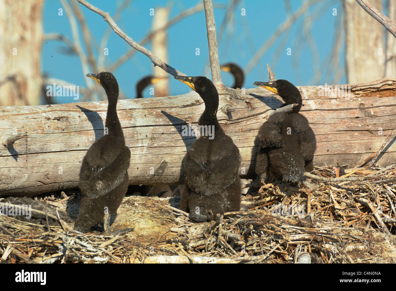 Double Crested cormorant chicks on Dore Lake Stock Photo - Alamy