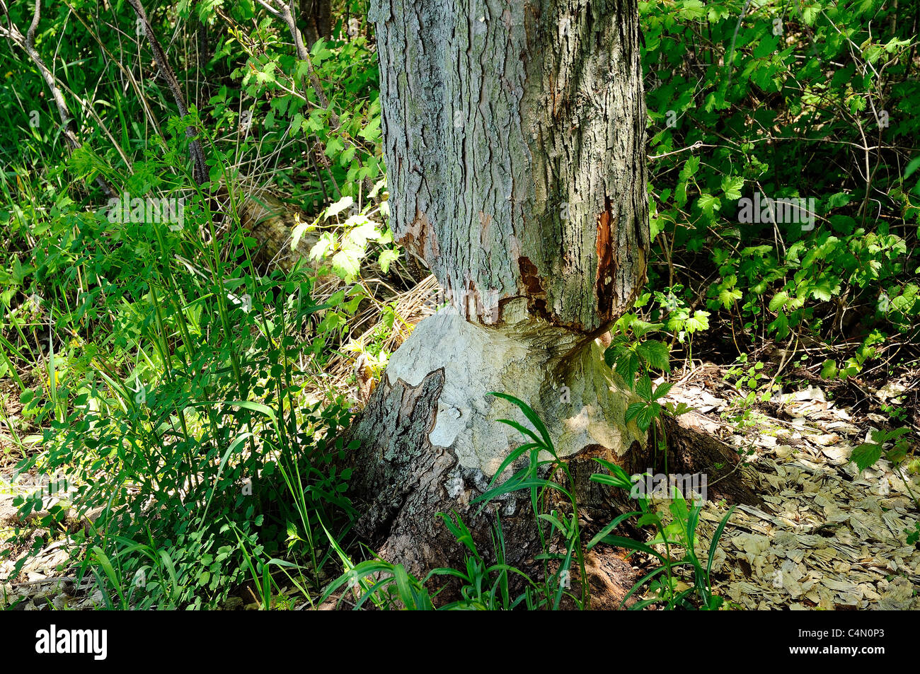 Beaver tree chew hi-res stock photography and images - Alamy