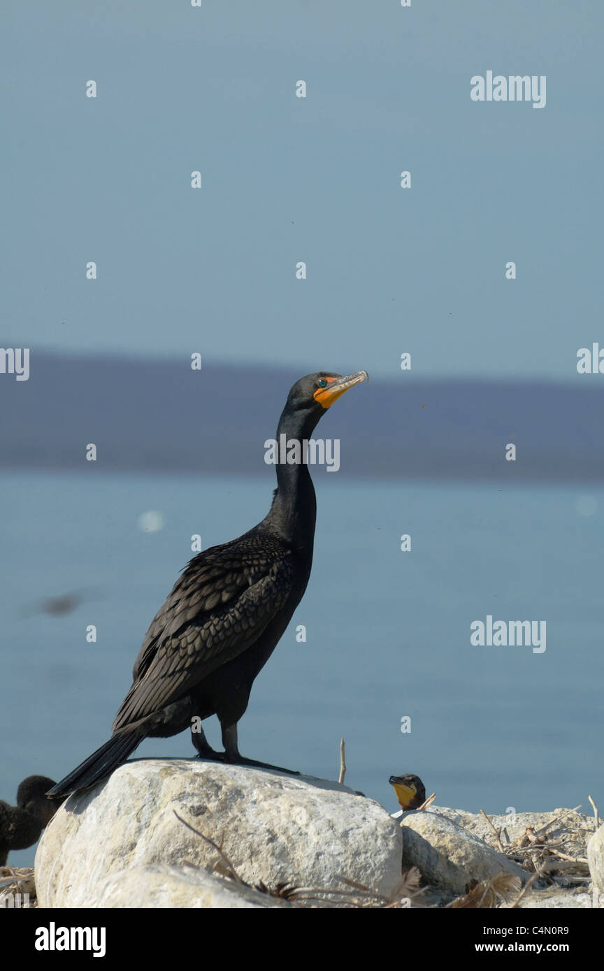 Double crested cormorant sitting on rock Stock Photo - Alamy