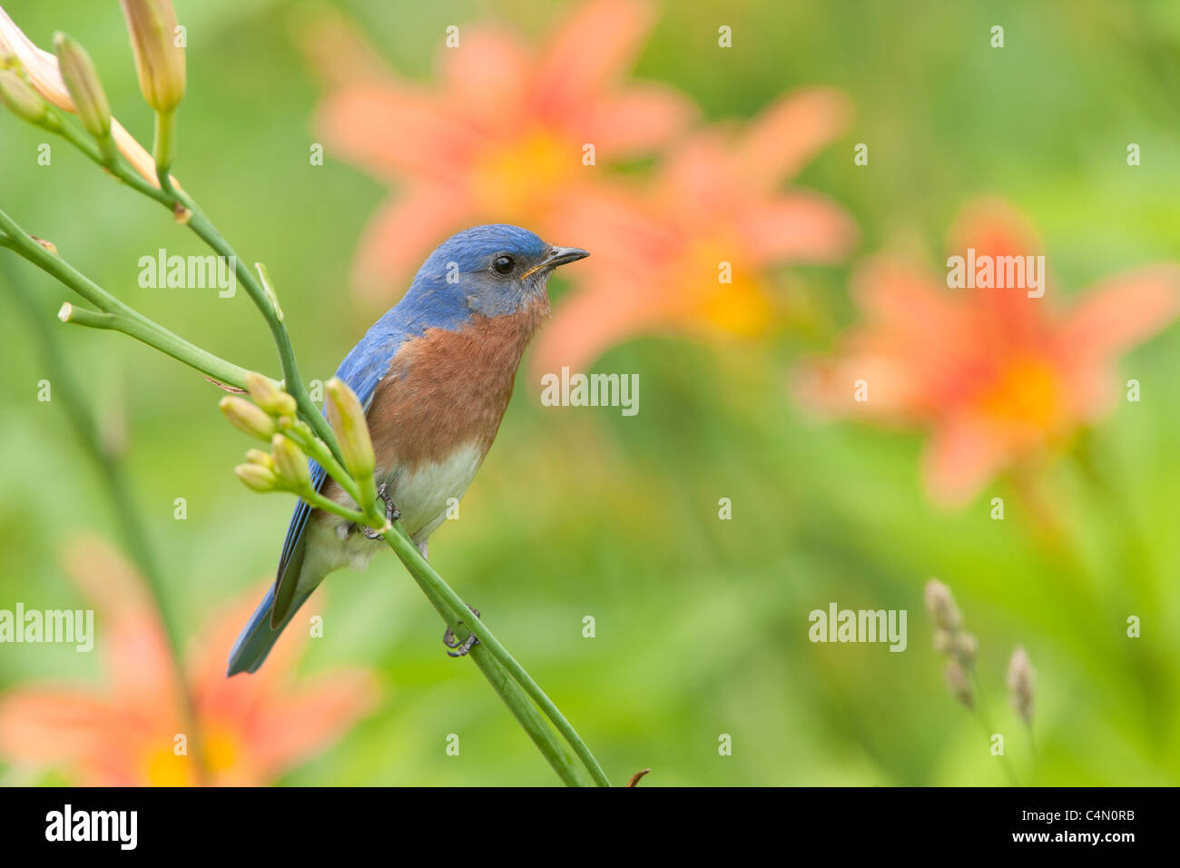 Bluebirds birds songbirds hi-res stock photography and images - Alamy