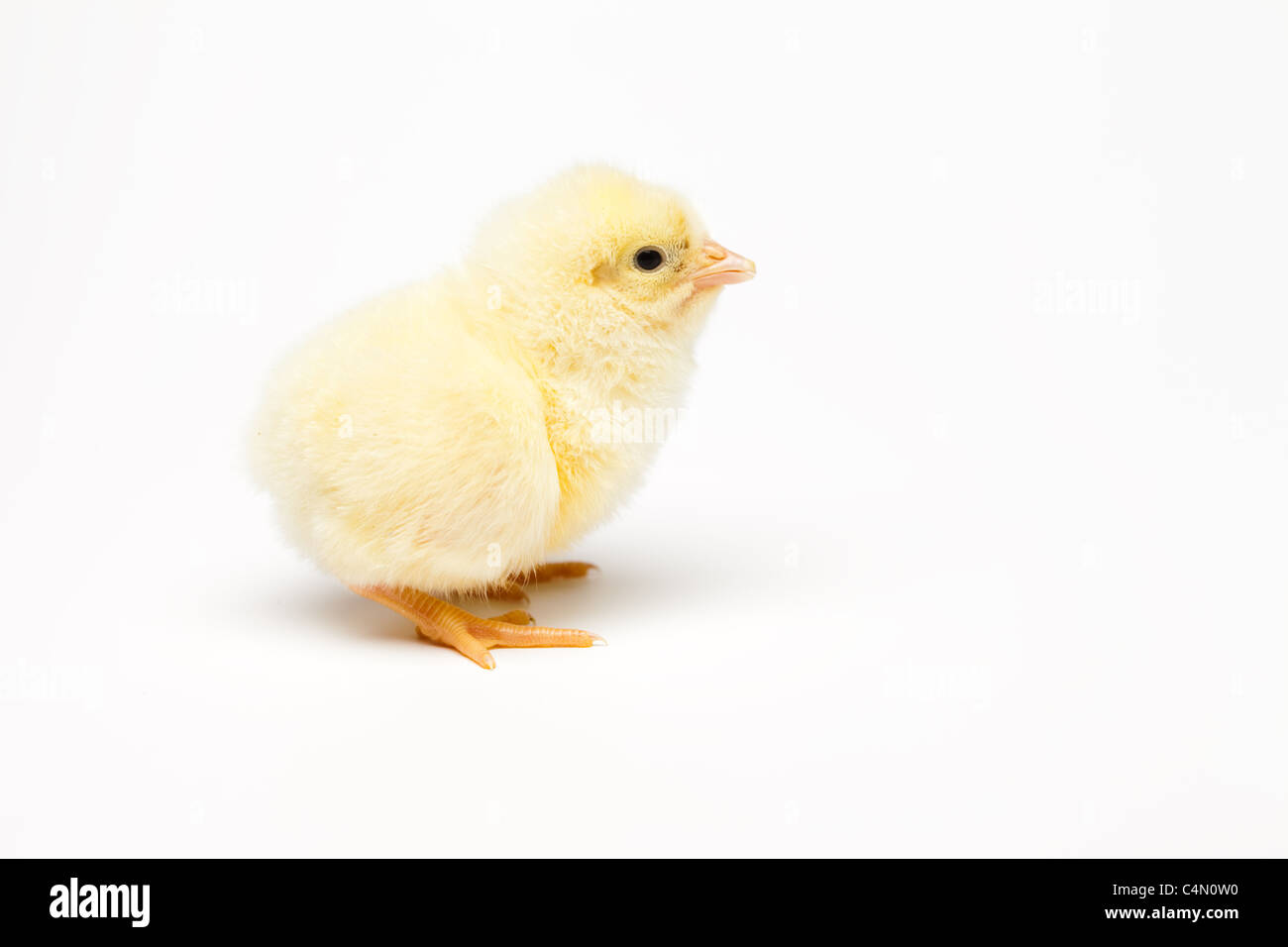 Yellow Chick over white background Stock Photo - Alamy