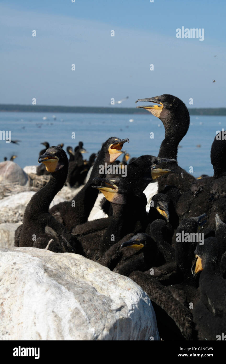Double Crested cormorant chicks on Dore Lake Stock Photo - Alamy
