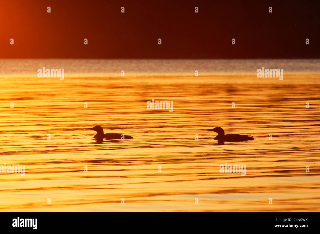 Loons bird hi-res stock photography and images - Alamy