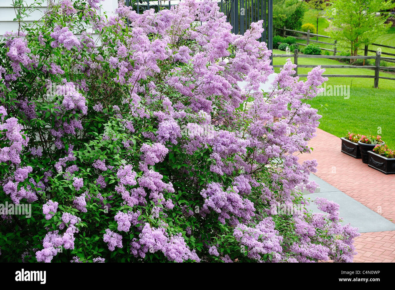 Suburban backyard in USA with purple lilac bush and brick patio Stock ...