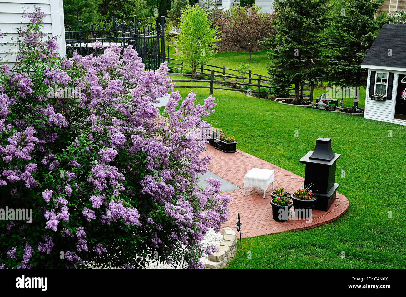 Suburban backyard in USA with purple lilac bush and brick patio Stock ...