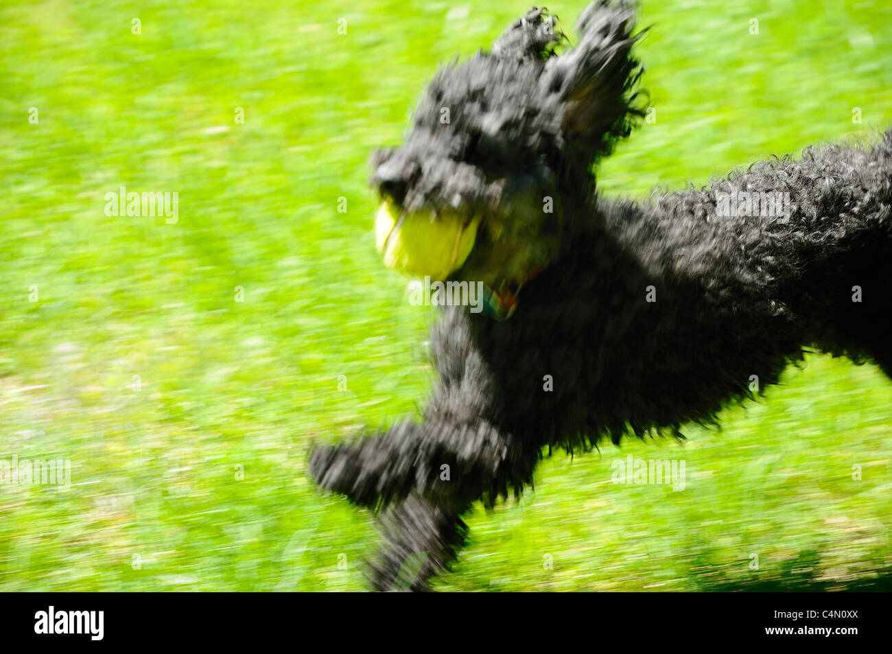 Intentionally blurred black long haired Toy Poodle named Jake playing ...