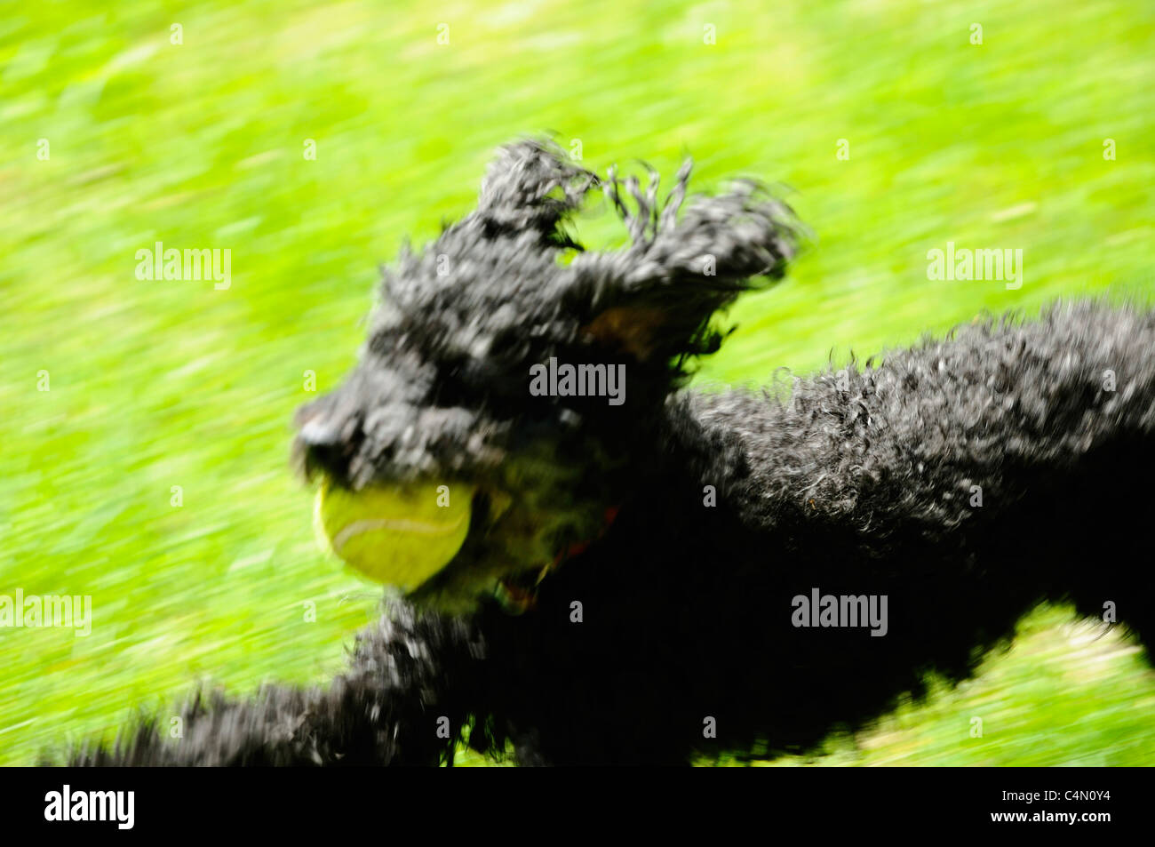 Intentionally blurred black long haired Toy Poodle named Jake playing ...
