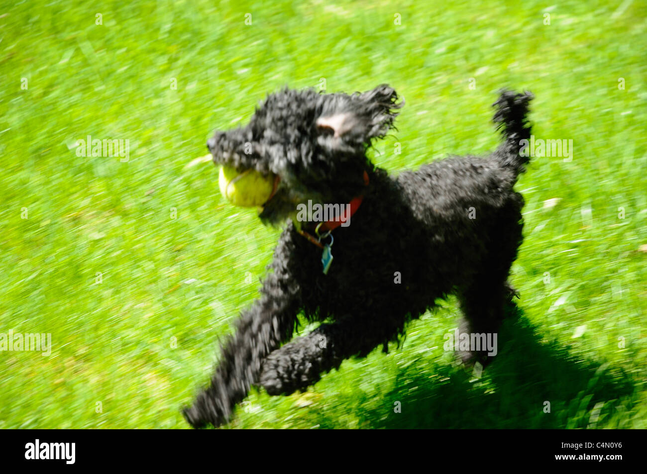Intentionally blurred black long haired Toy Poodle named Jake playing ...