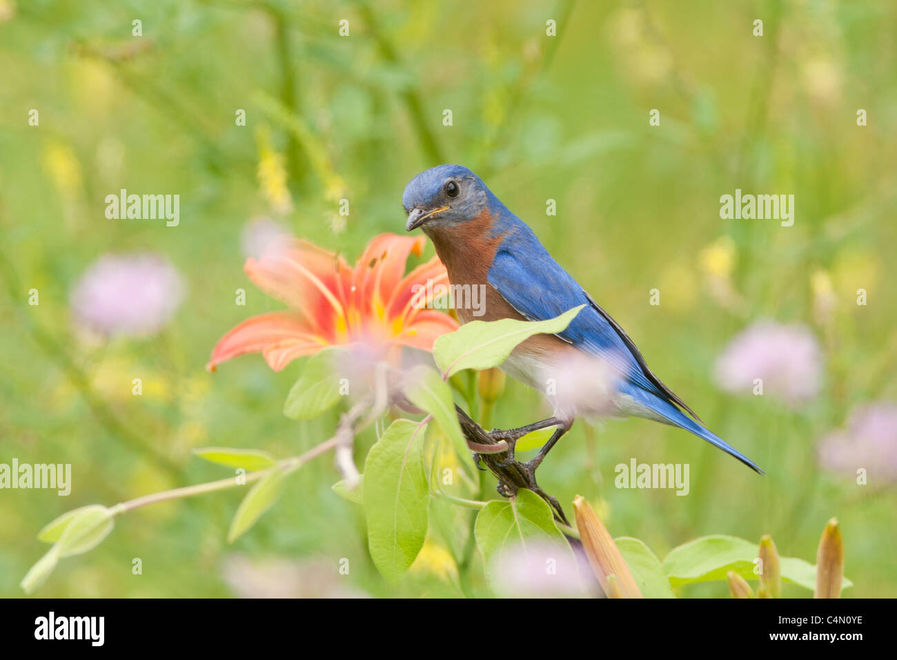 Bluebird hi-res stock photography and images - Alamy