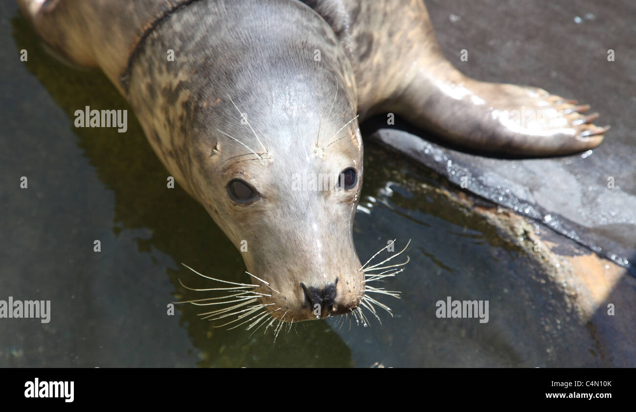 Uncomfortable Situation Seal