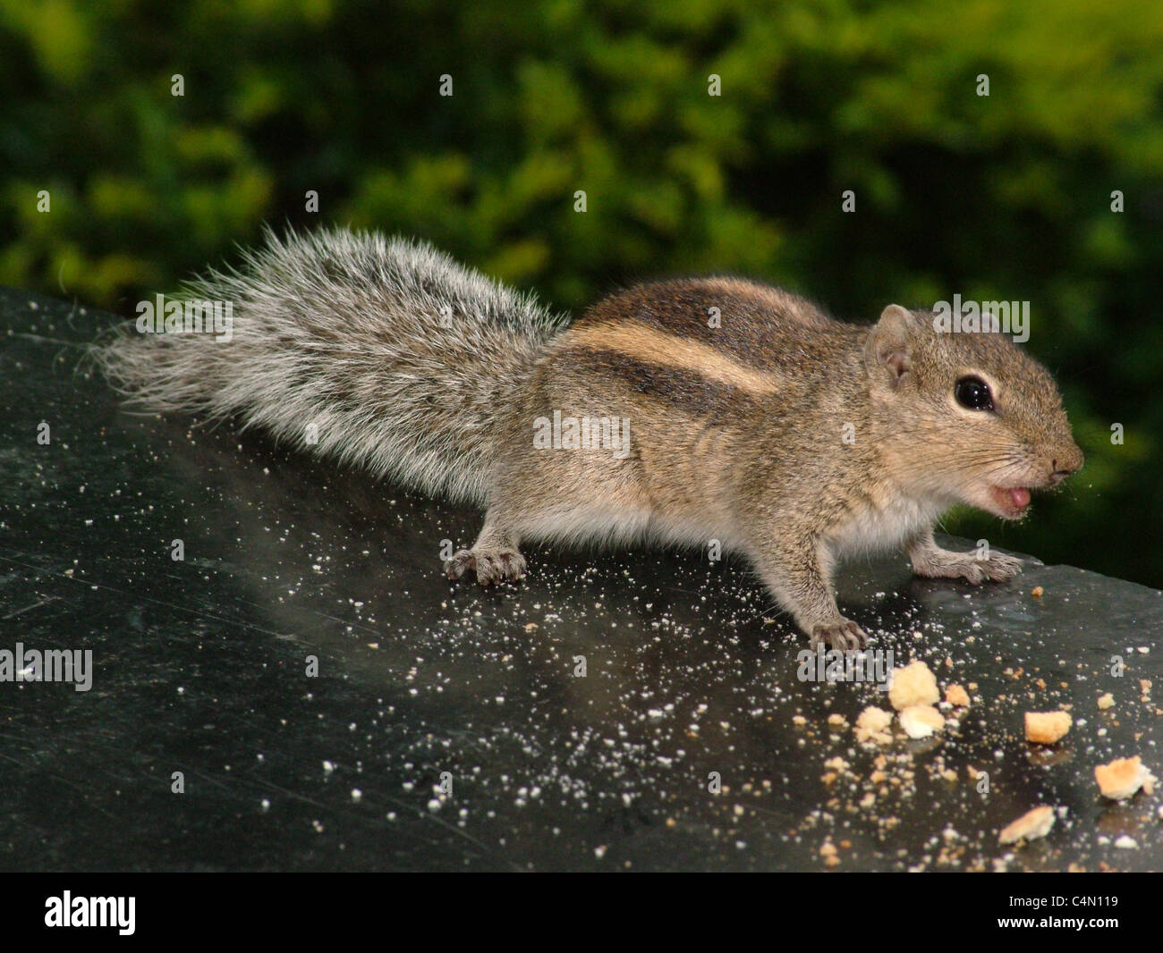 Chipmunk food hi-res stock photography and images - Alamy
