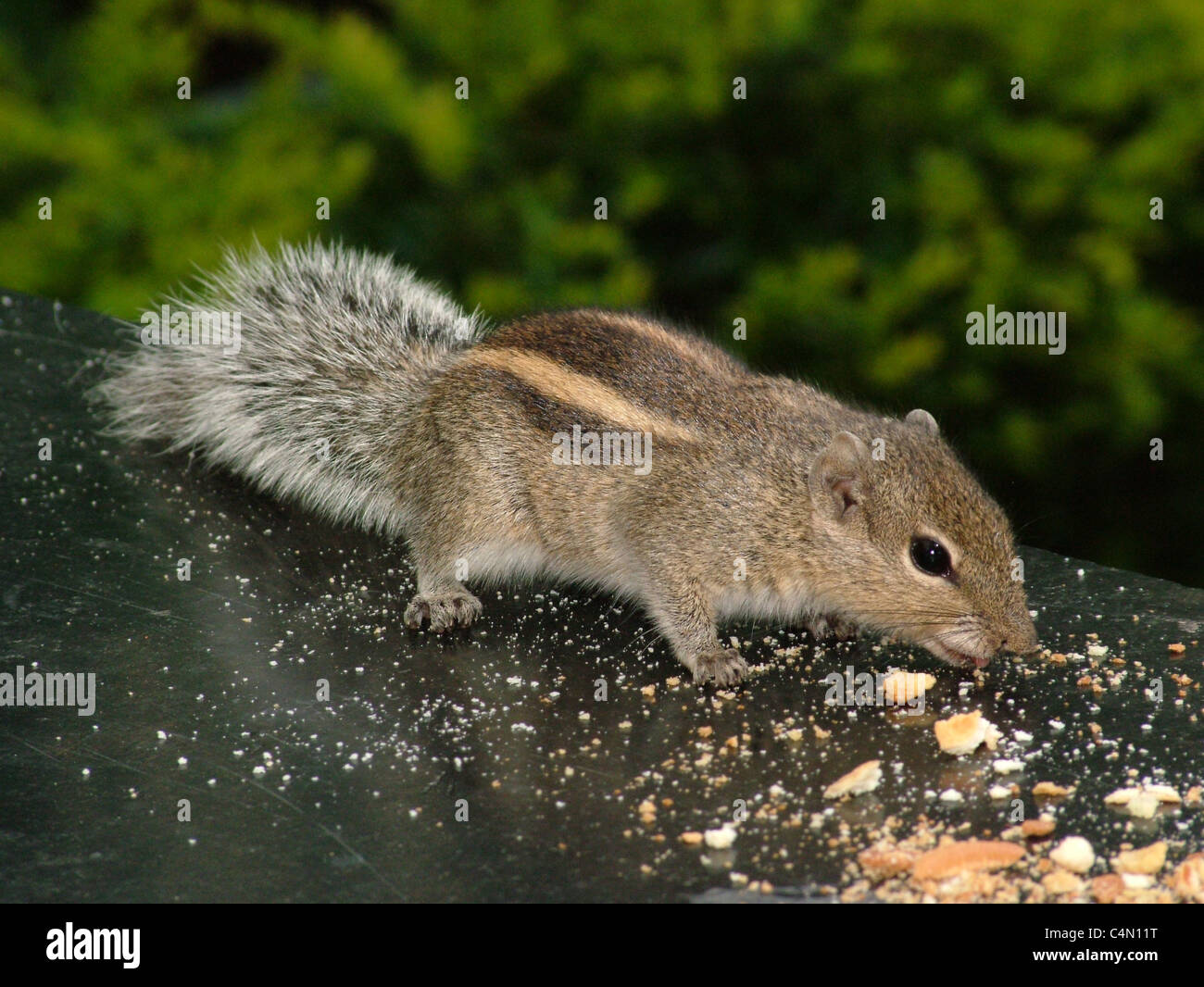 Indian Chipmunk High Resolution Stock Photography and Images - Alamy