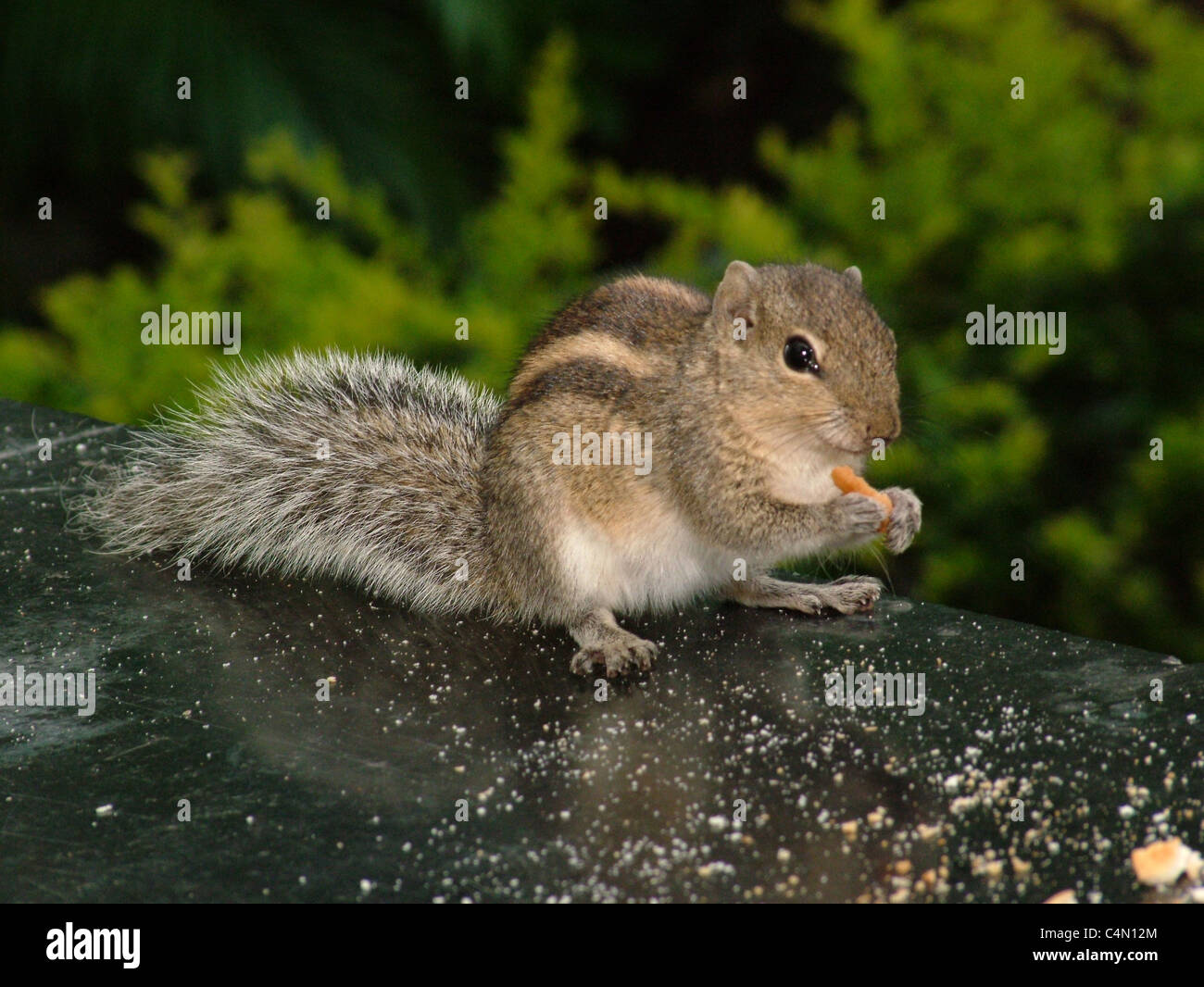 Chipmunk stripes hi-res stock photography and images - Alamy