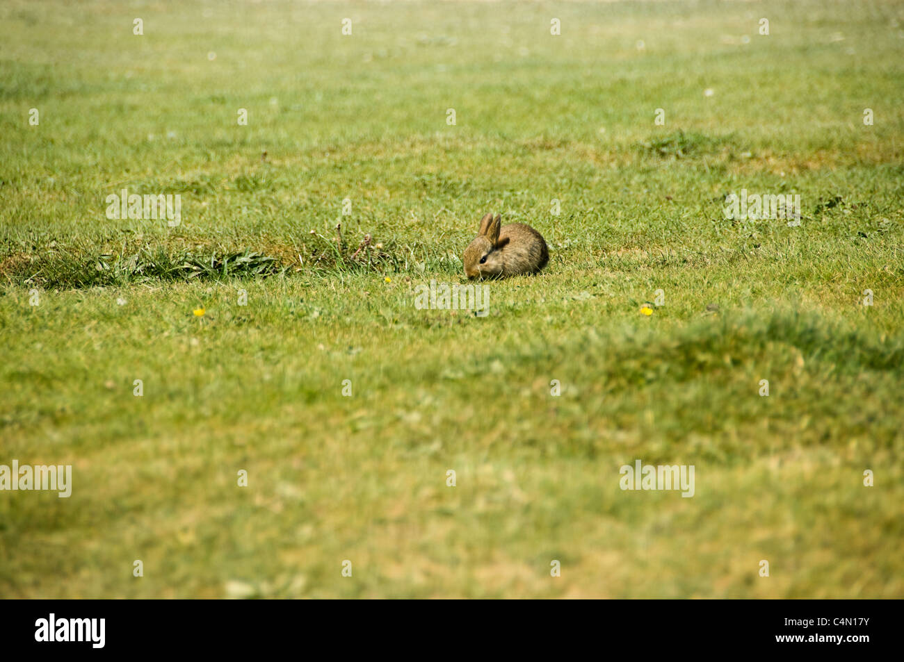 Horizontal close up view of a wild European rabbit (Oryctolagus ...
