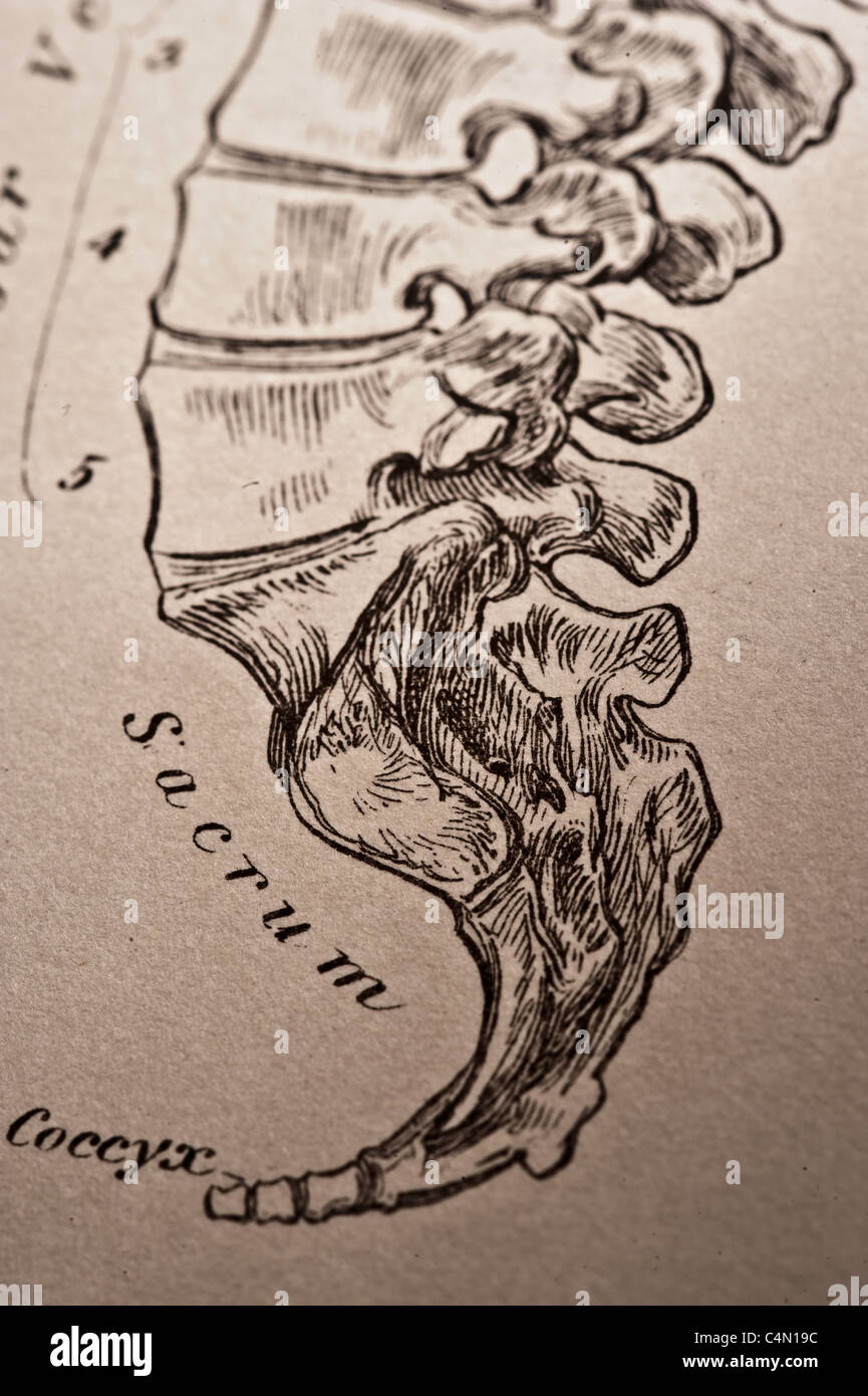 Antique Medical Illustration of a Spine Stock Photo - Alamy