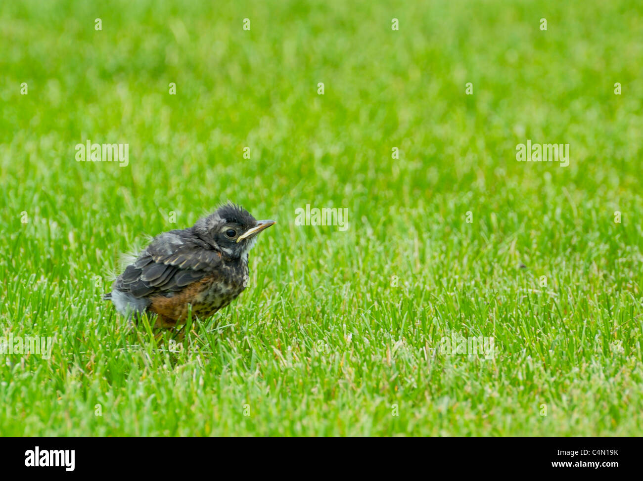 A baby robin chick sits in the grass after taking a fall from a tree ...