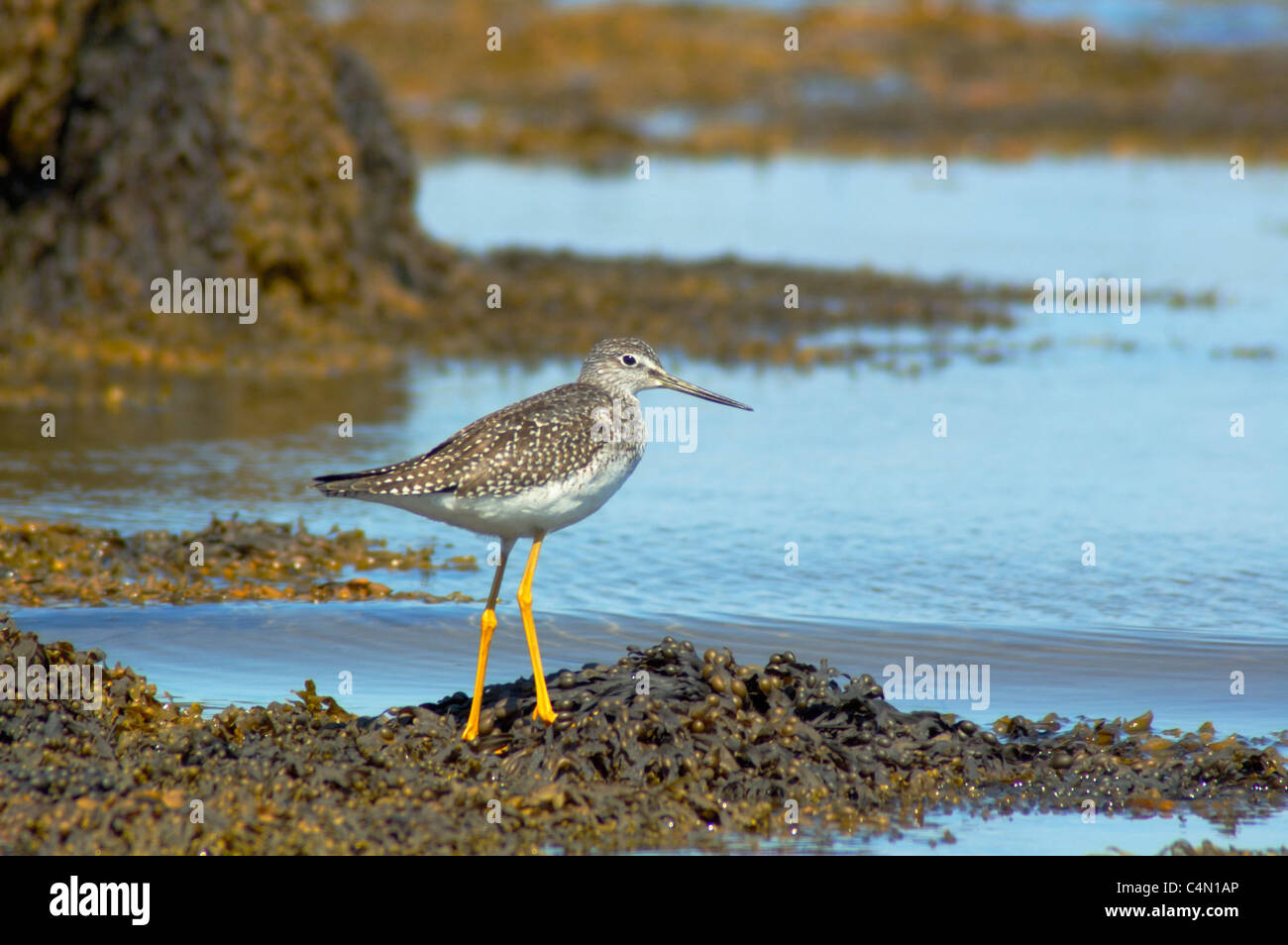 Greater Yellow legs on sea weed Stock Photo - Alamy