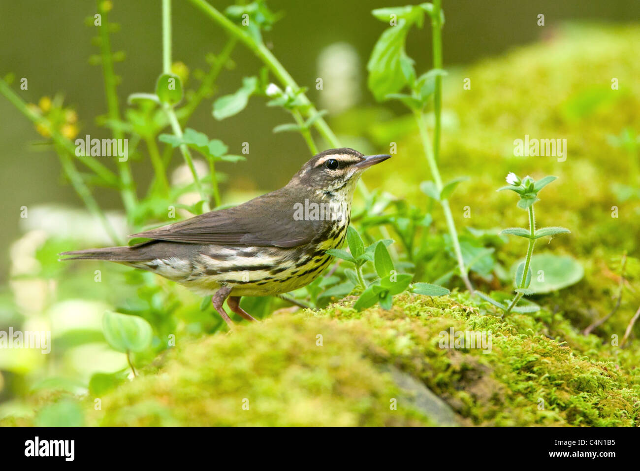 Waterthrush birds songbirds hi-res stock photography and images - Alamy