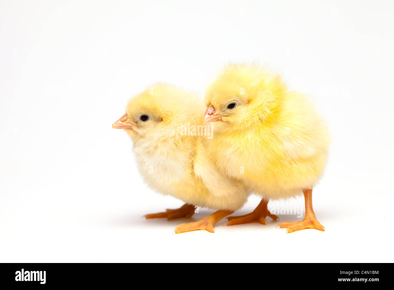 Yellow Chick over white background Stock Photo - Alamy