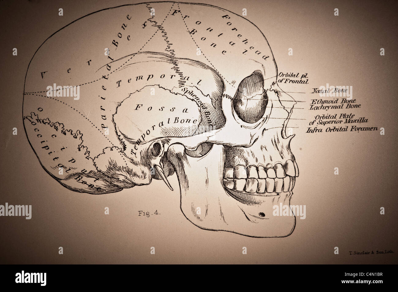 Antique illustration of a human skull copyright 1882 Stock Photo - Alamy