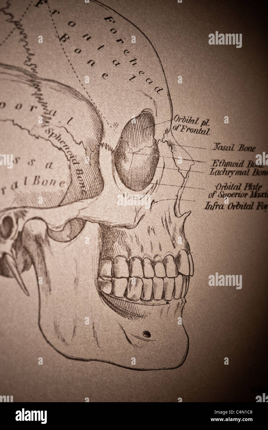 Antique illustration of a human skull copyright 1882 Stock Photo - Alamy