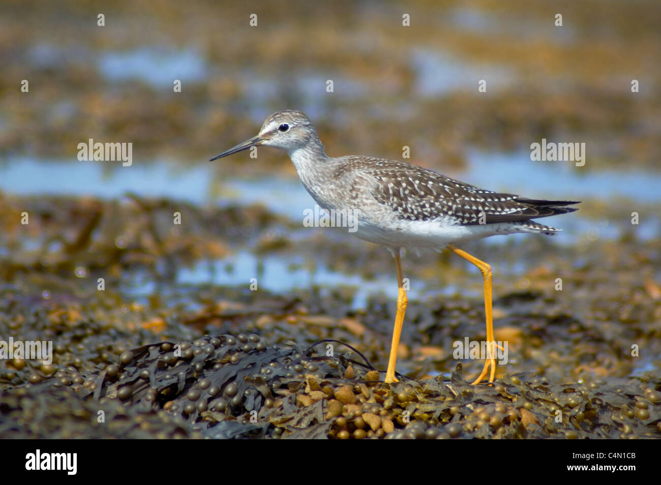Lesser Yellowlegs Sandpiper Stock Photo - Alamy