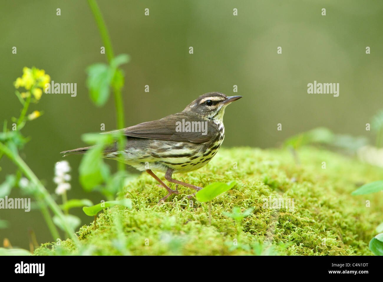Northern waterthrush hi-res stock photography and images - Alamy