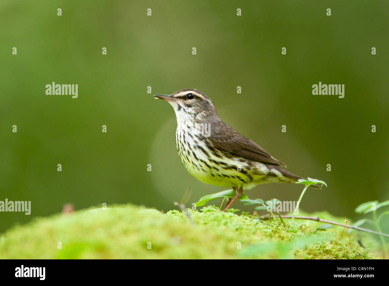 Waterthrushes High Resolution Stock Photography and Images - Alamy
