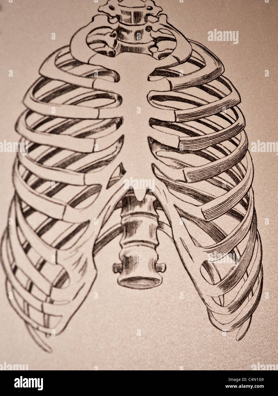 Illustration of Human Ribcage circa 1881 Stock Photo - Alamy
