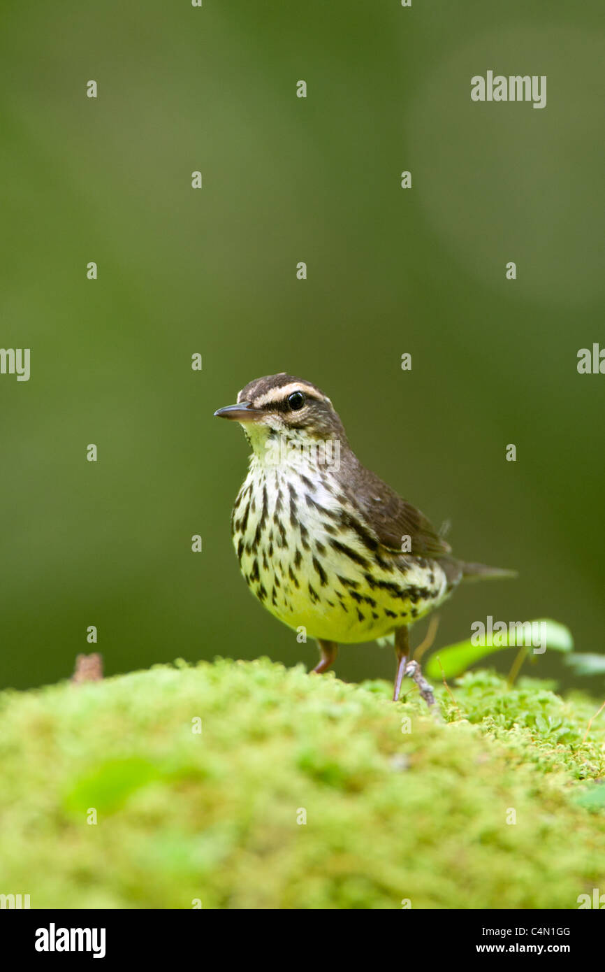 Northern waterthrush hi-res stock photography and images - Alamy