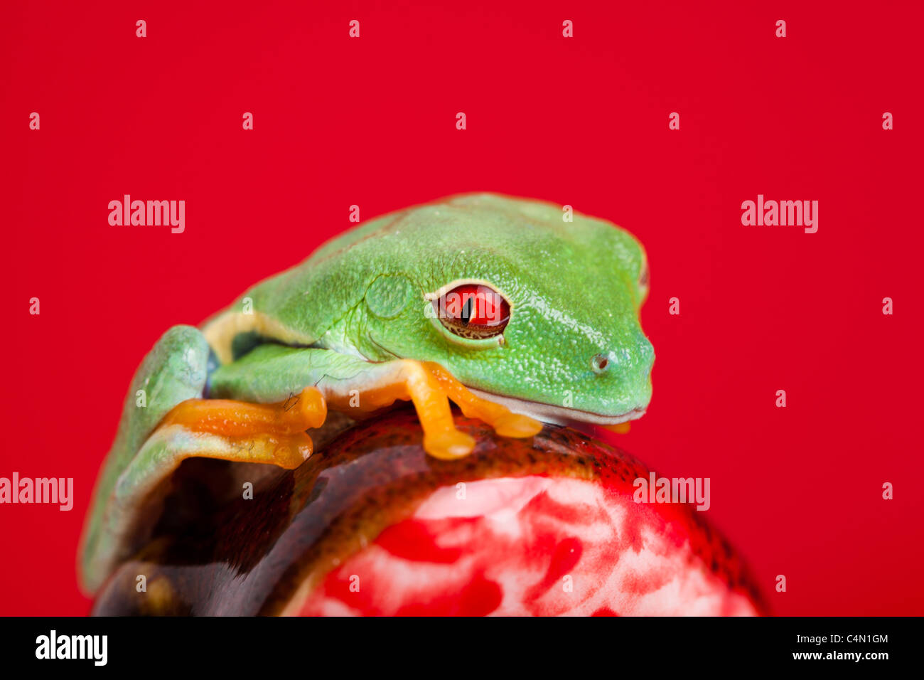 Red eye tree frog wild hi-res stock photography and images - Alamy