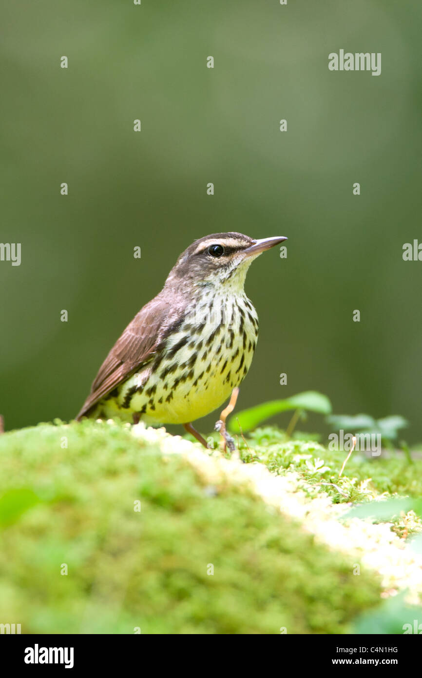 Northern Waterthrush - Vertical Stock Photo - Alamy