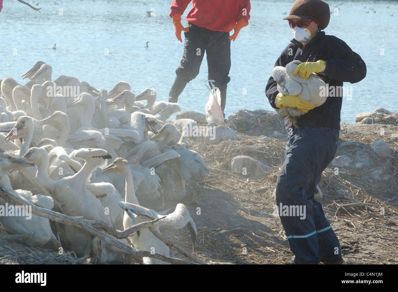 Biologist Banding Bird Stock Photo - Alamy